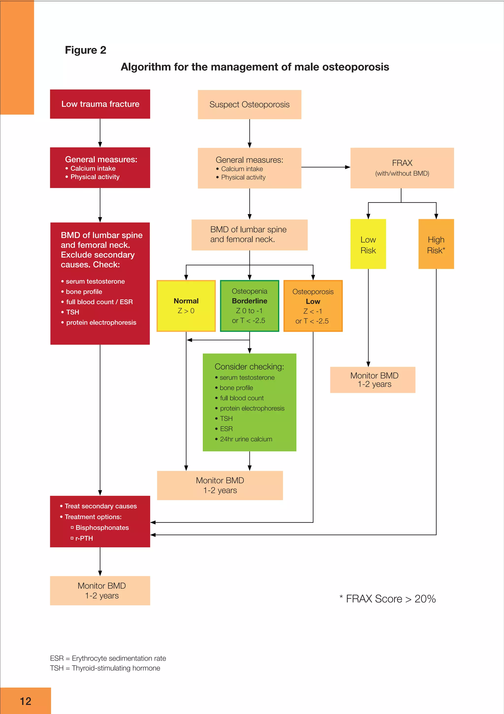 CPG management of osteoporosis | PDF
