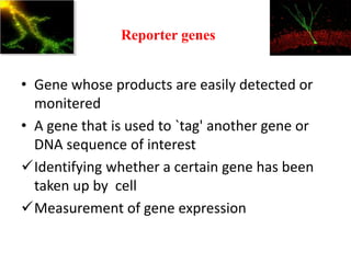 reporter gene | PPTX