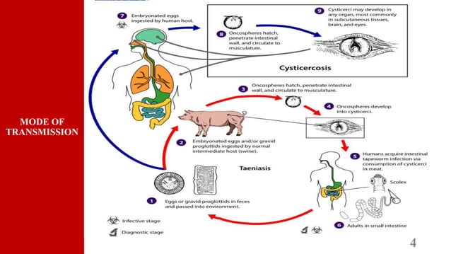 A brief discussion on Cysticercosis and how the affect the human body ...