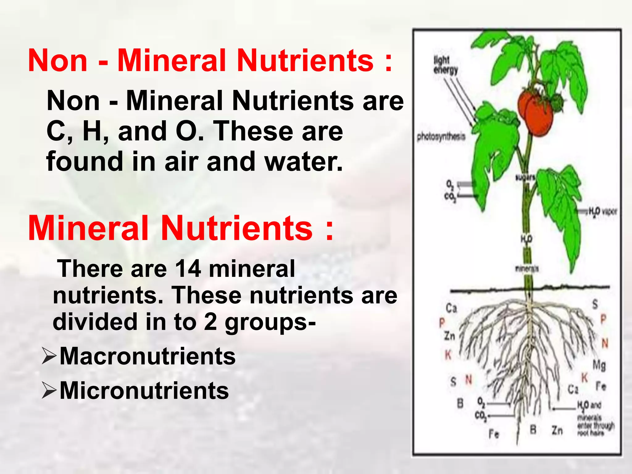 NUTRIOPHYSIOLOGY | PPTX