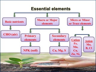 NUTRIOPHYSIOLOGY | PPTX