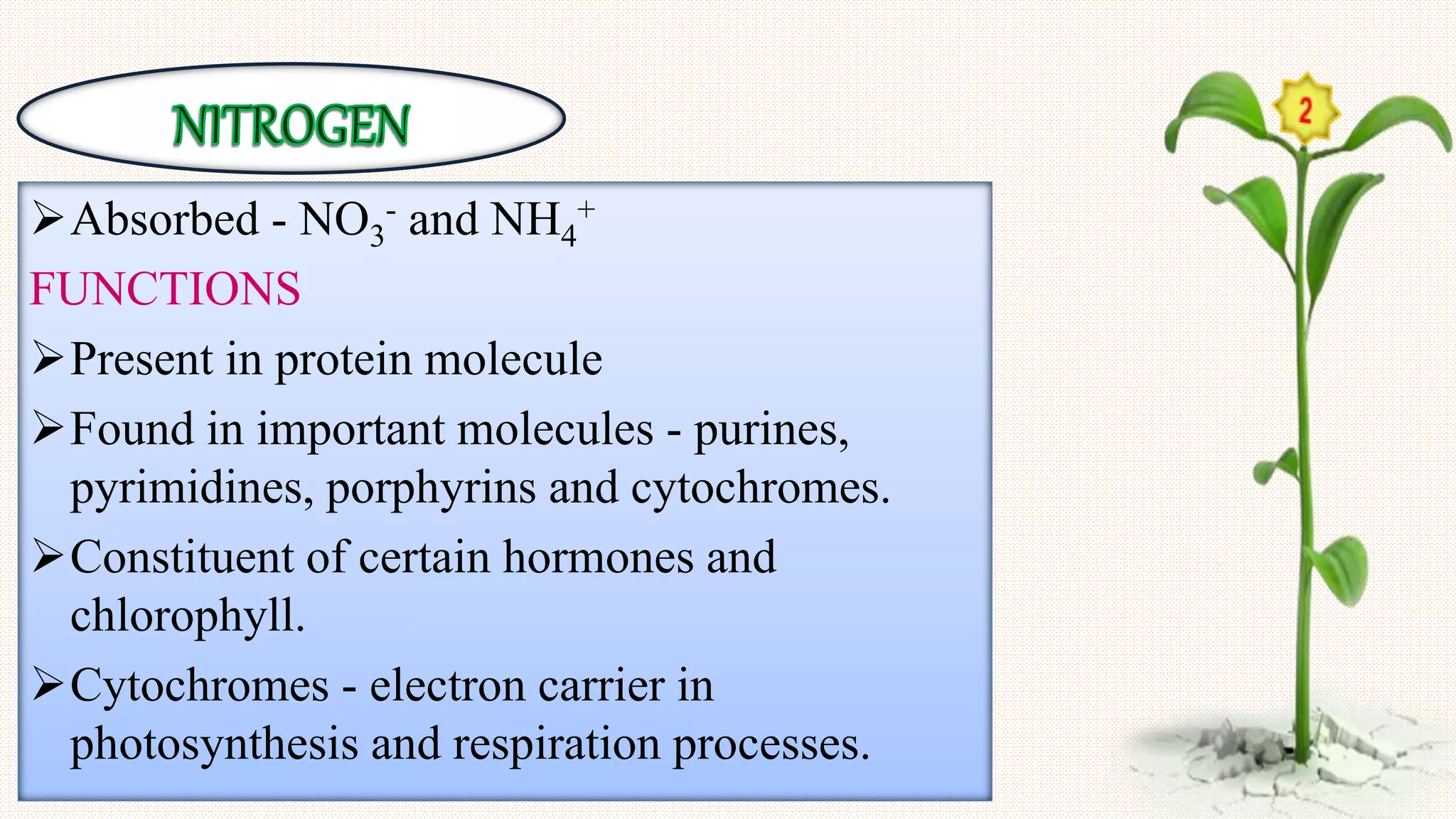 NUTRIOPHYSIOLOGY | PPTX | Nutrition | Healthy Living