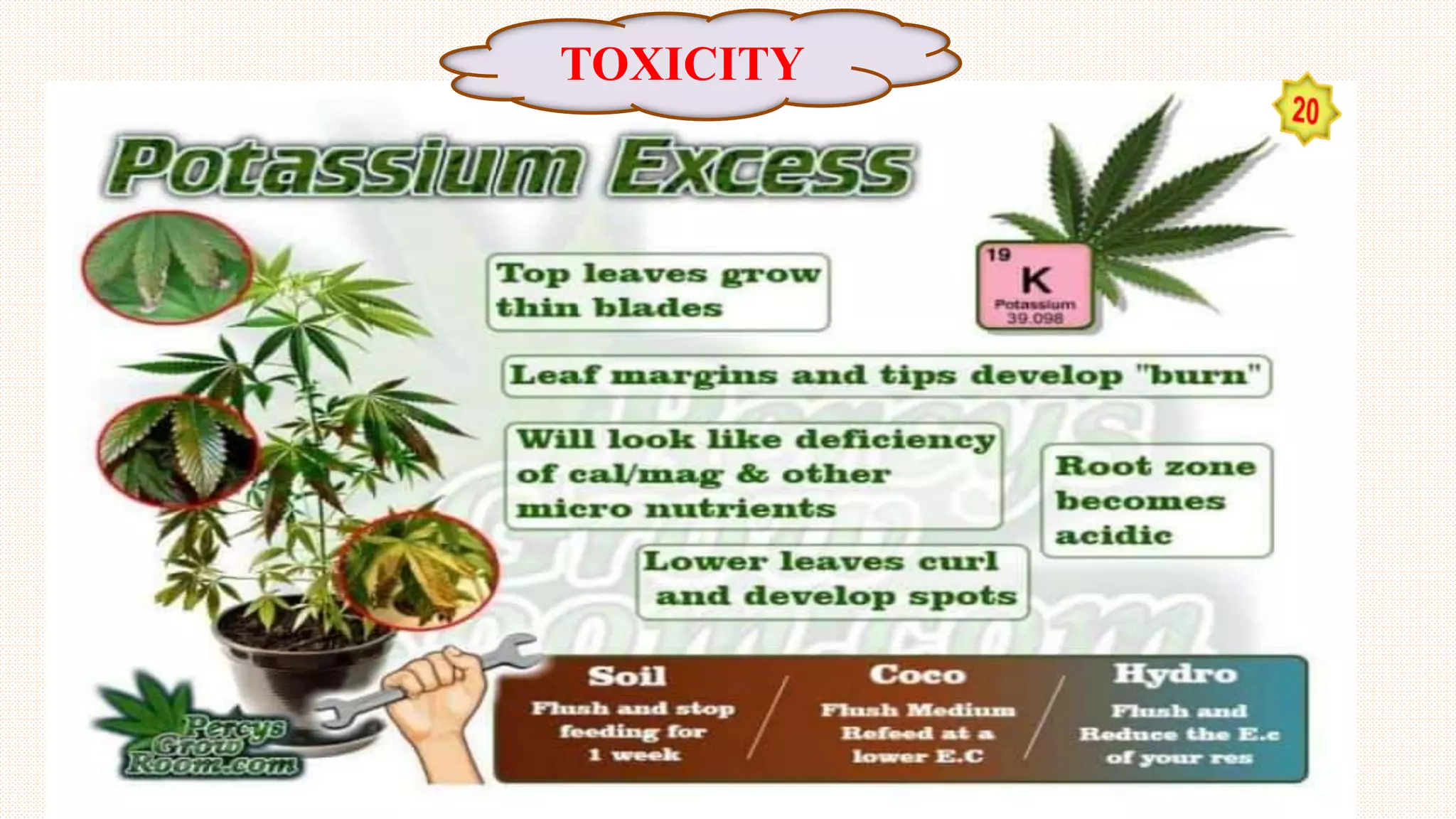 NUTRIOPHYSIOLOGY | PPTX | Nutrition | Healthy Living