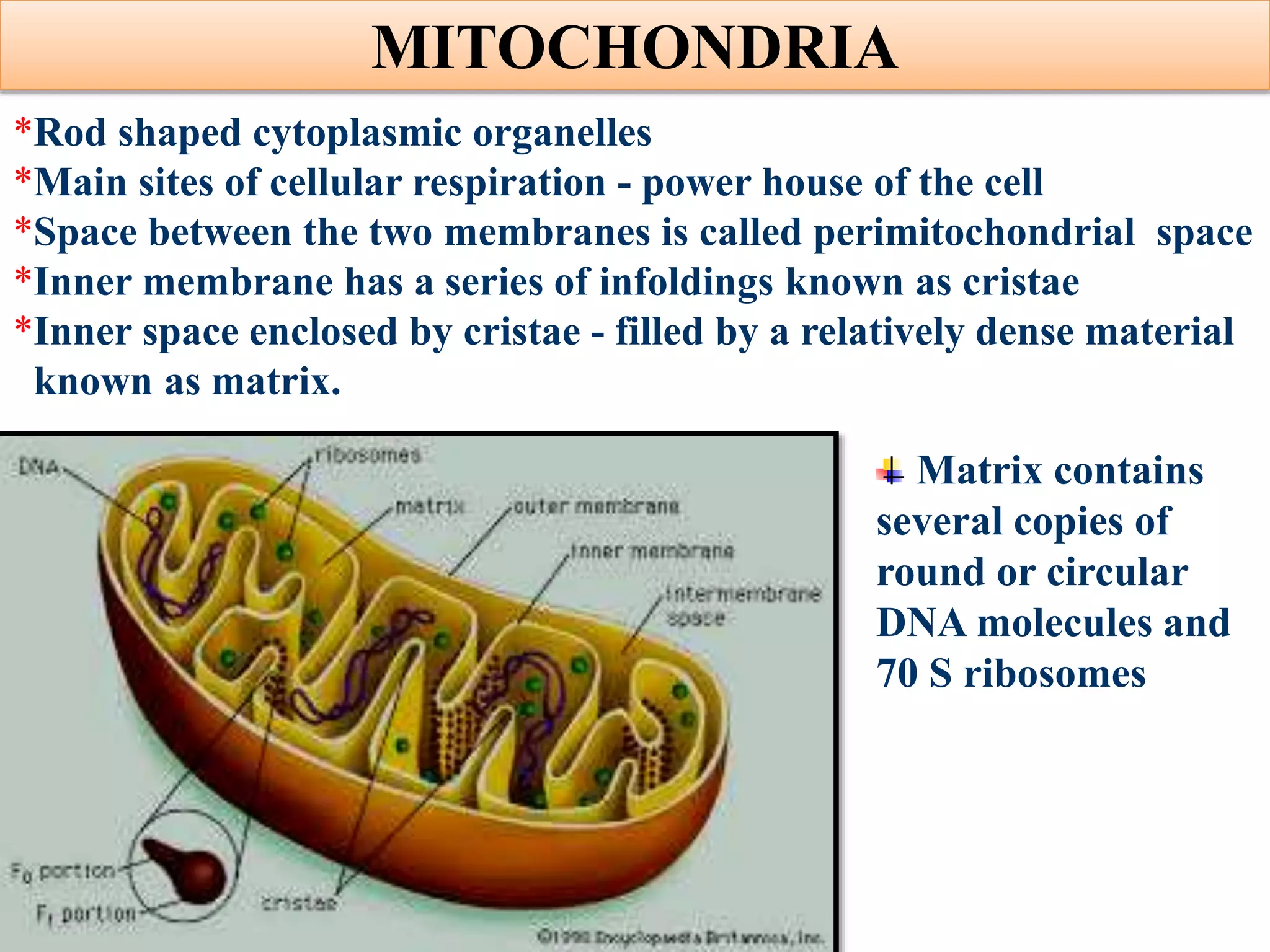 Cphy 161 lec-2 (plant cell) | PPTX