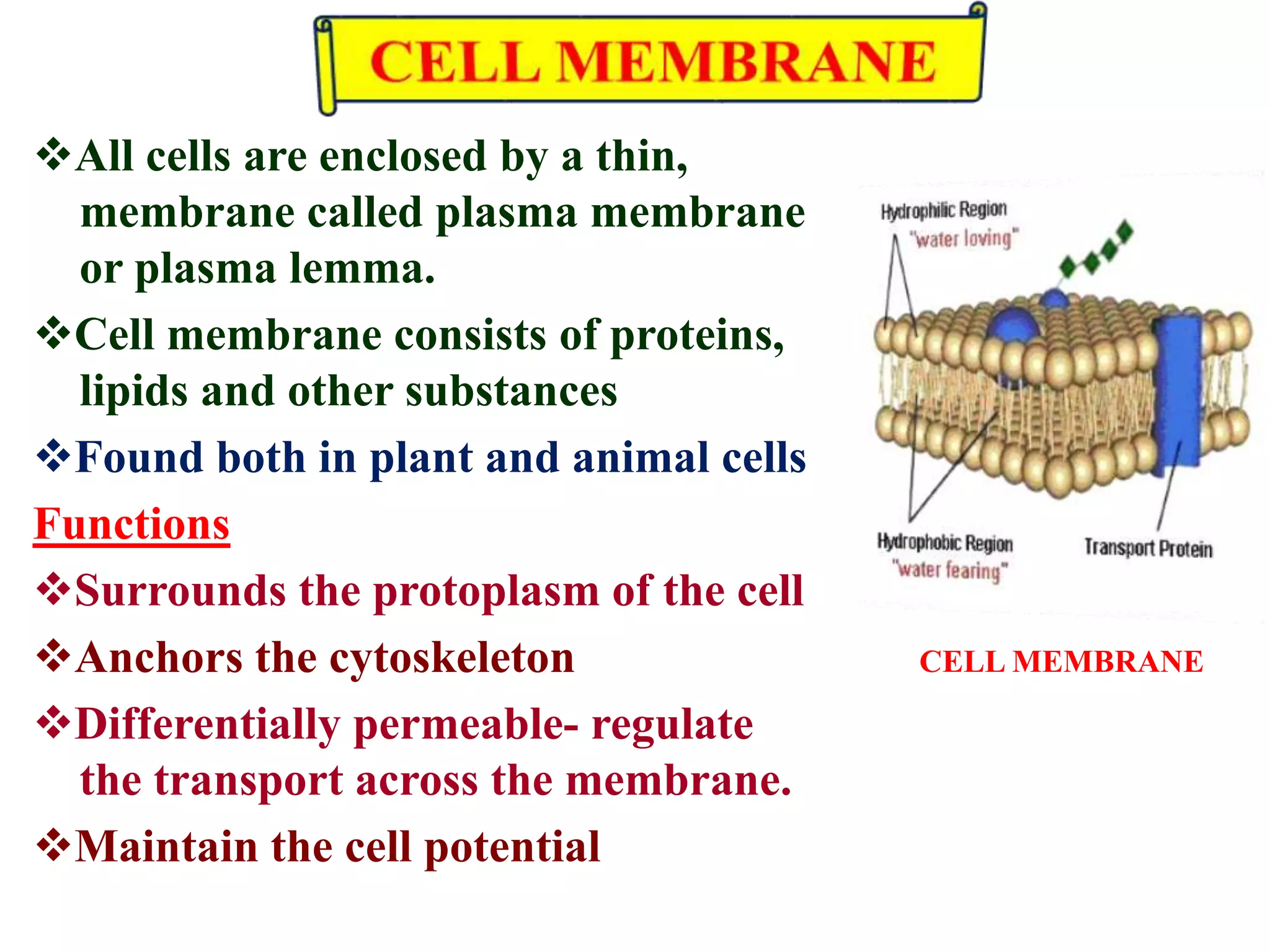 Cphy 161 lec-2 (plant cell) | PPTX