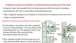 PHOTORESPIRATION | PPTX