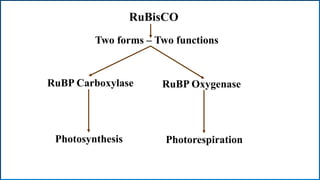 PHOTORESPIRATION | PPTX