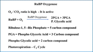 PHOTORESPIRATION | PPTX