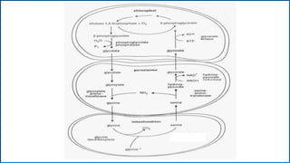 PHOTORESPIRATION | PPTX