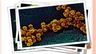 Seres Procarioticos | PPTX