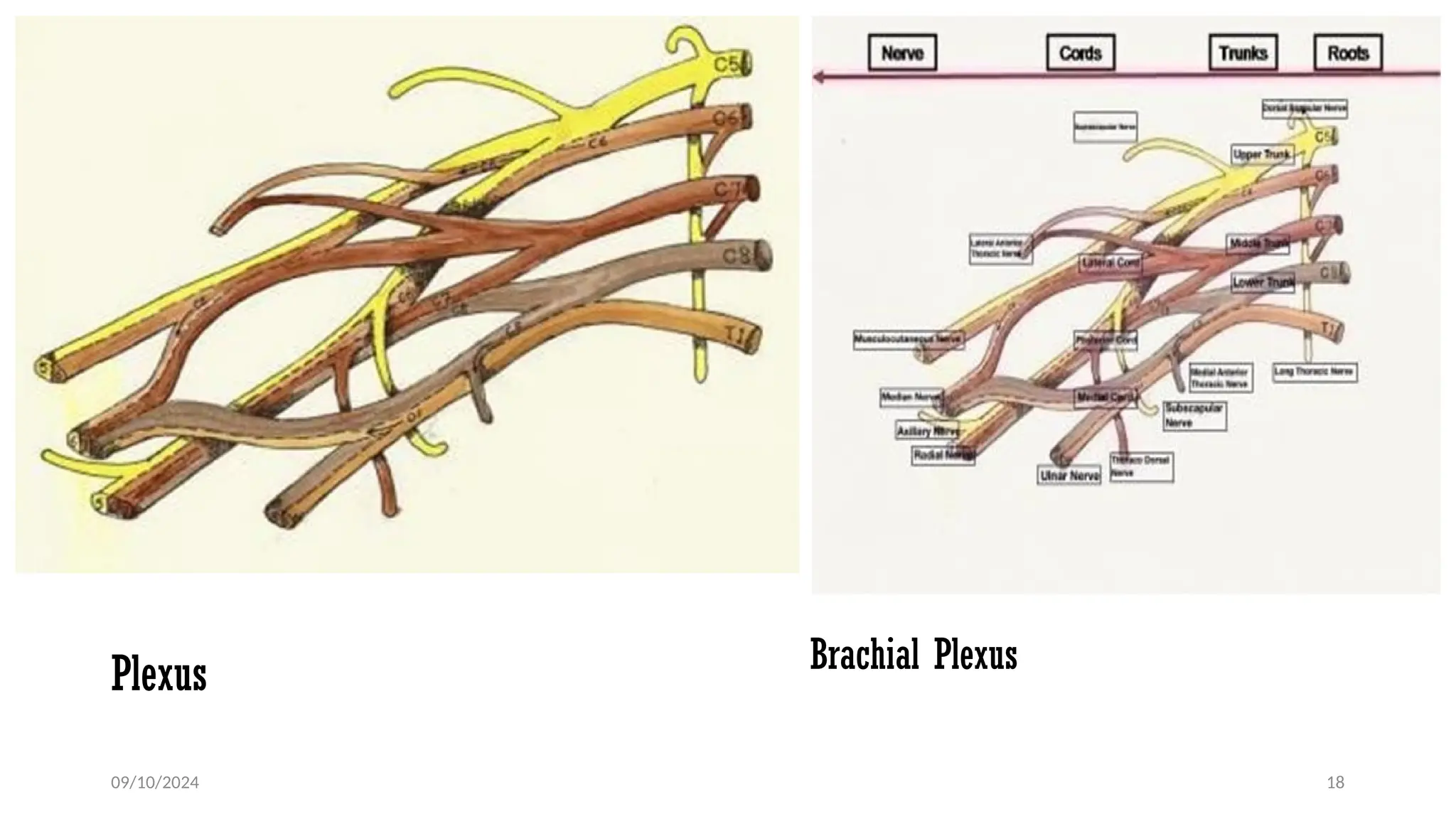 Neuroanatomy of Peripheral nervous system.pptx