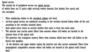 Neuroanatomy of Peripheral nervous system.pptx