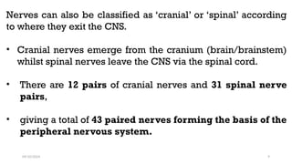 Neuroanatomy of Peripheral nervous system.pptx