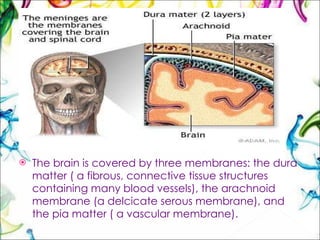 meningitis | PPT