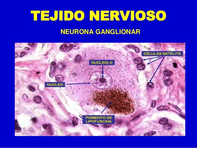 Cp nervioso ok enviar