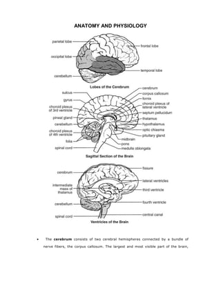 Cerebral Concussion:casepre | DOC