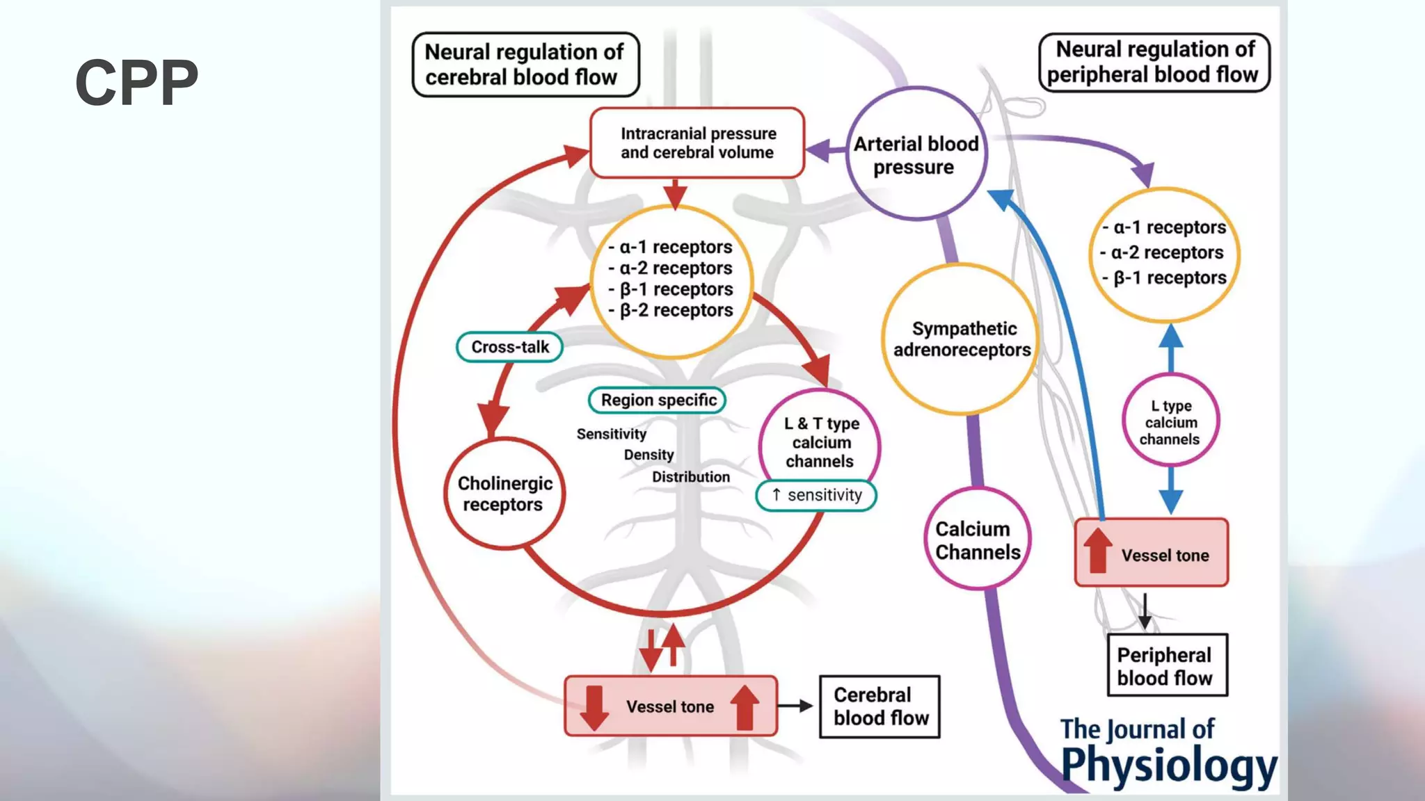 Optimal Cerebral Perfusion Pressure | PPTX Optimal Cerebral Perfusion Pressure | PPTX