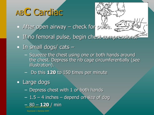 CPR for dogs and cats | PPT | First Aid | Injuries