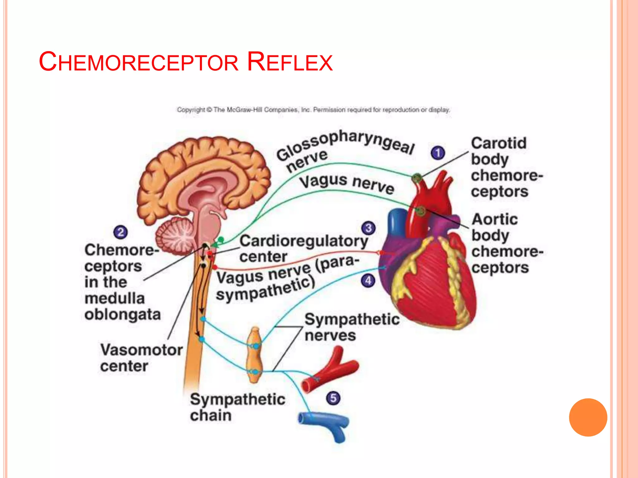 Cardio protective reflexes.pptx