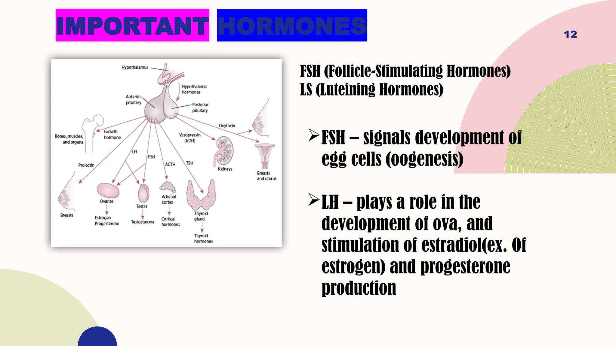 Female Reproductive System Grade 10 - PPT | PPTX