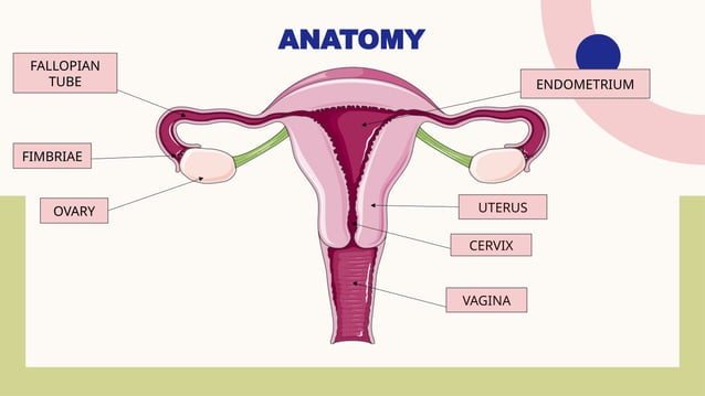 Female Reproductive System Grade 10 - PPT | PPTX