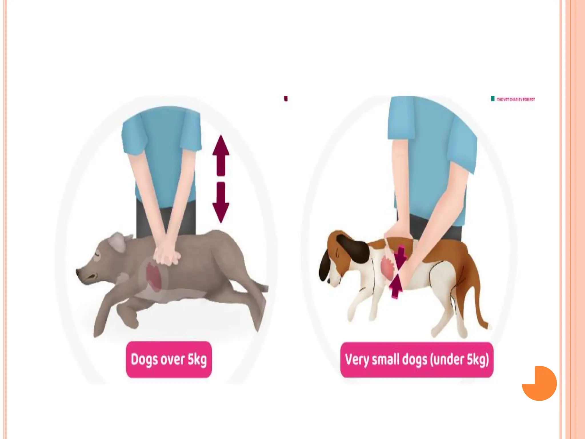 CPR for Dogs - essential first aid in canine emergency | PPTX