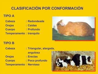 RAZAS Y LINEAS GENETICAS DE LOS CUYES www.peru-cuy.com