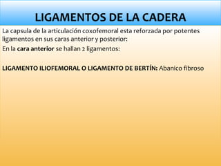 Cápsula articular de la cadera | PPTX