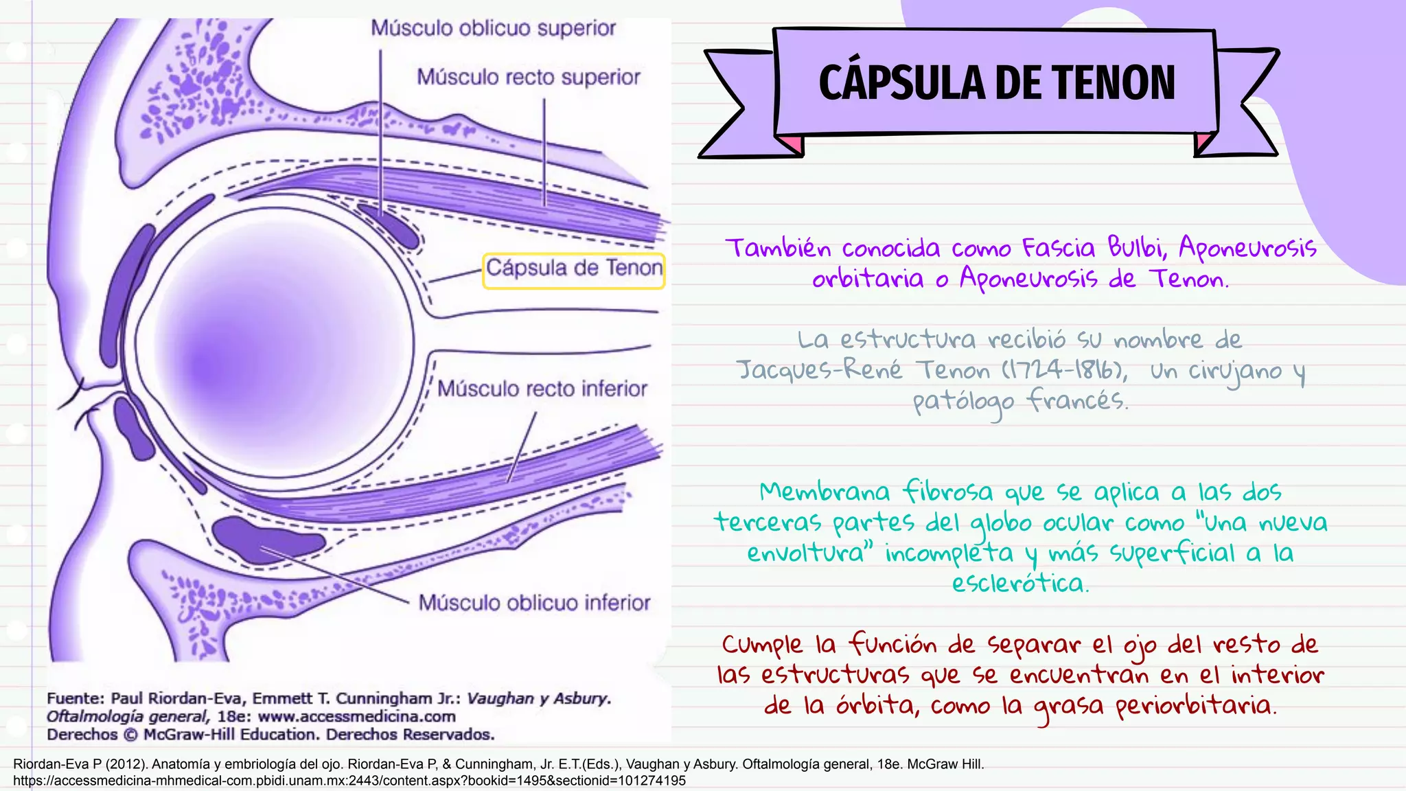 Cápsula De Tenon | PDF