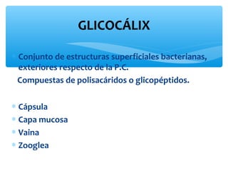 biologia celular de los procariotes | PPT