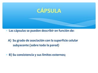 biologia celular de los procariotes | PPT