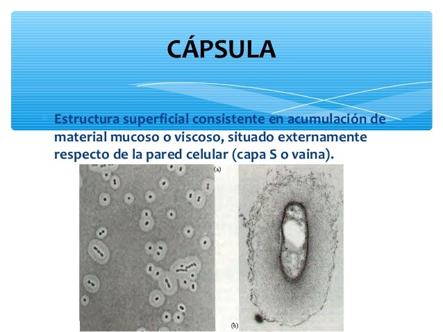 biologia celular de los procariotes