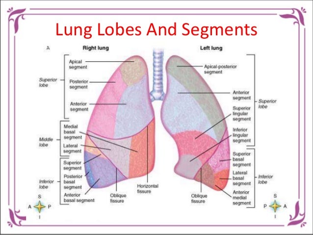 Chest physiotherapy & postural drainage