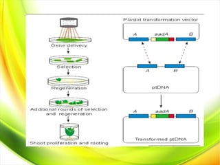Chloroplast transformation | ODP