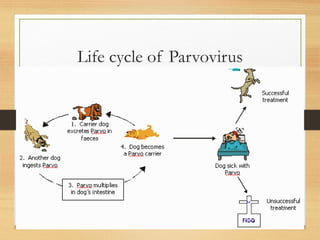 Canin parvovirus disease | PPT
