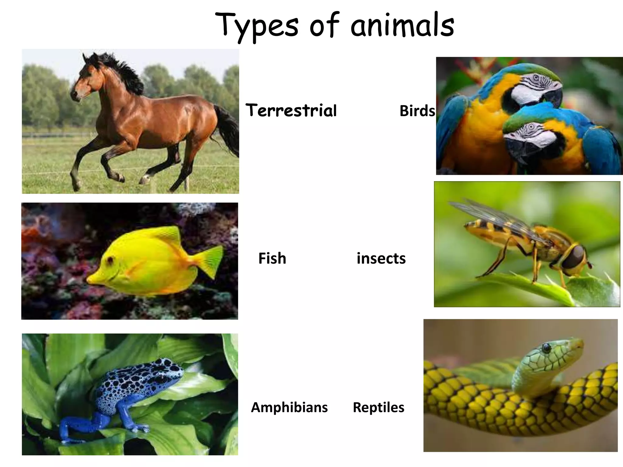 Zoo animals- ESL | PPTX