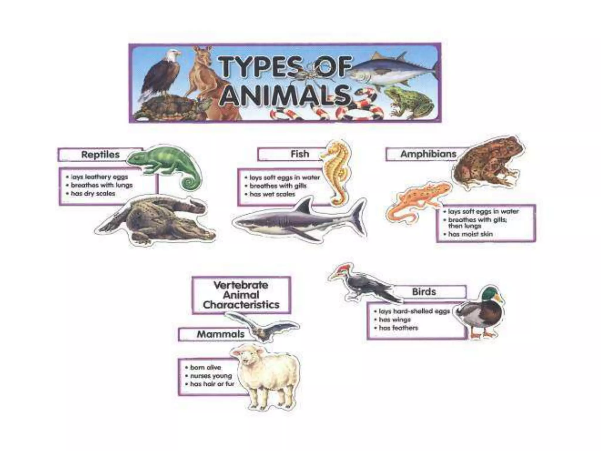 Zoo animals- ESL | PPTX