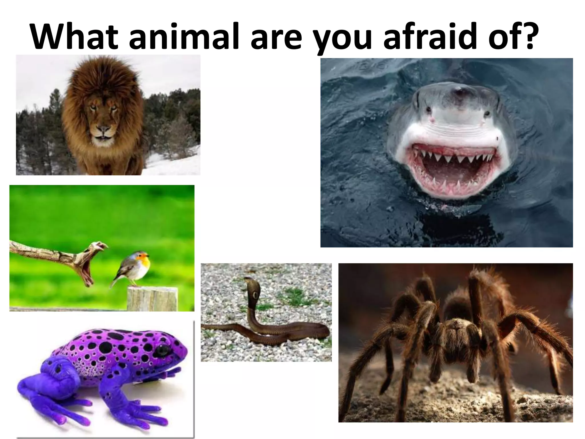 Zoo animals- ESL | PPTX