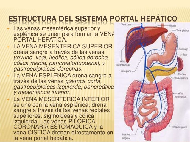 Gato De La Vena Porta Hepática