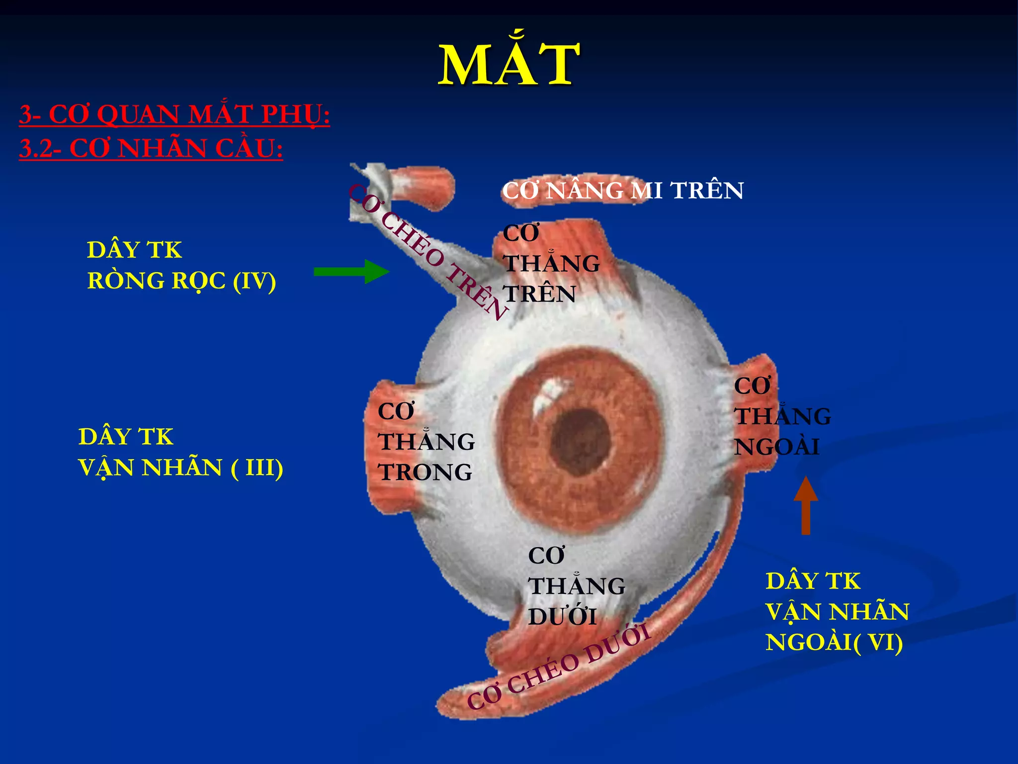 GIẢI PHẪU CƠ QUAN THỊ GIÁC | PDF