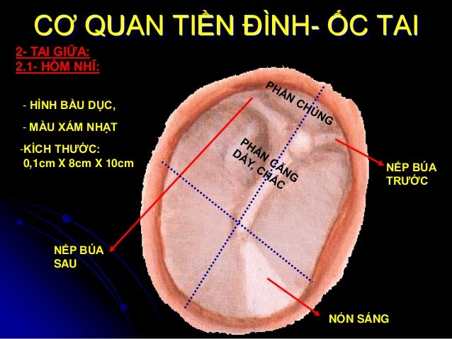 CƠ QUAN TIỀN ĐÌNH ỐC TAI