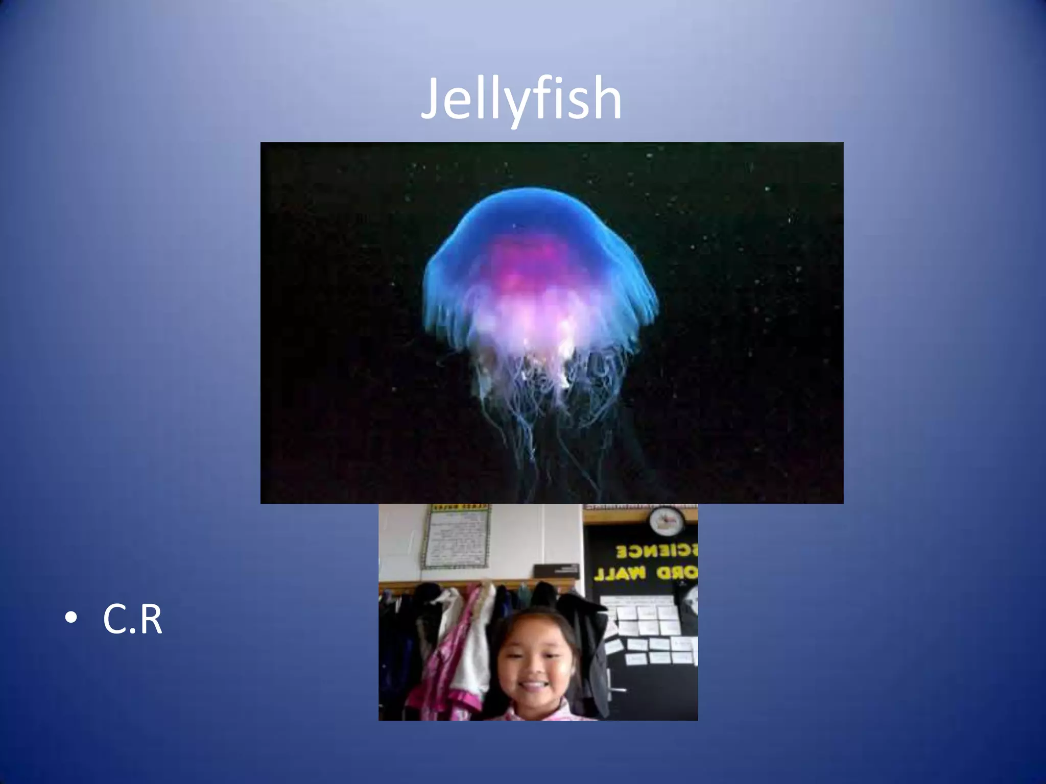Jellyfish | PPTX