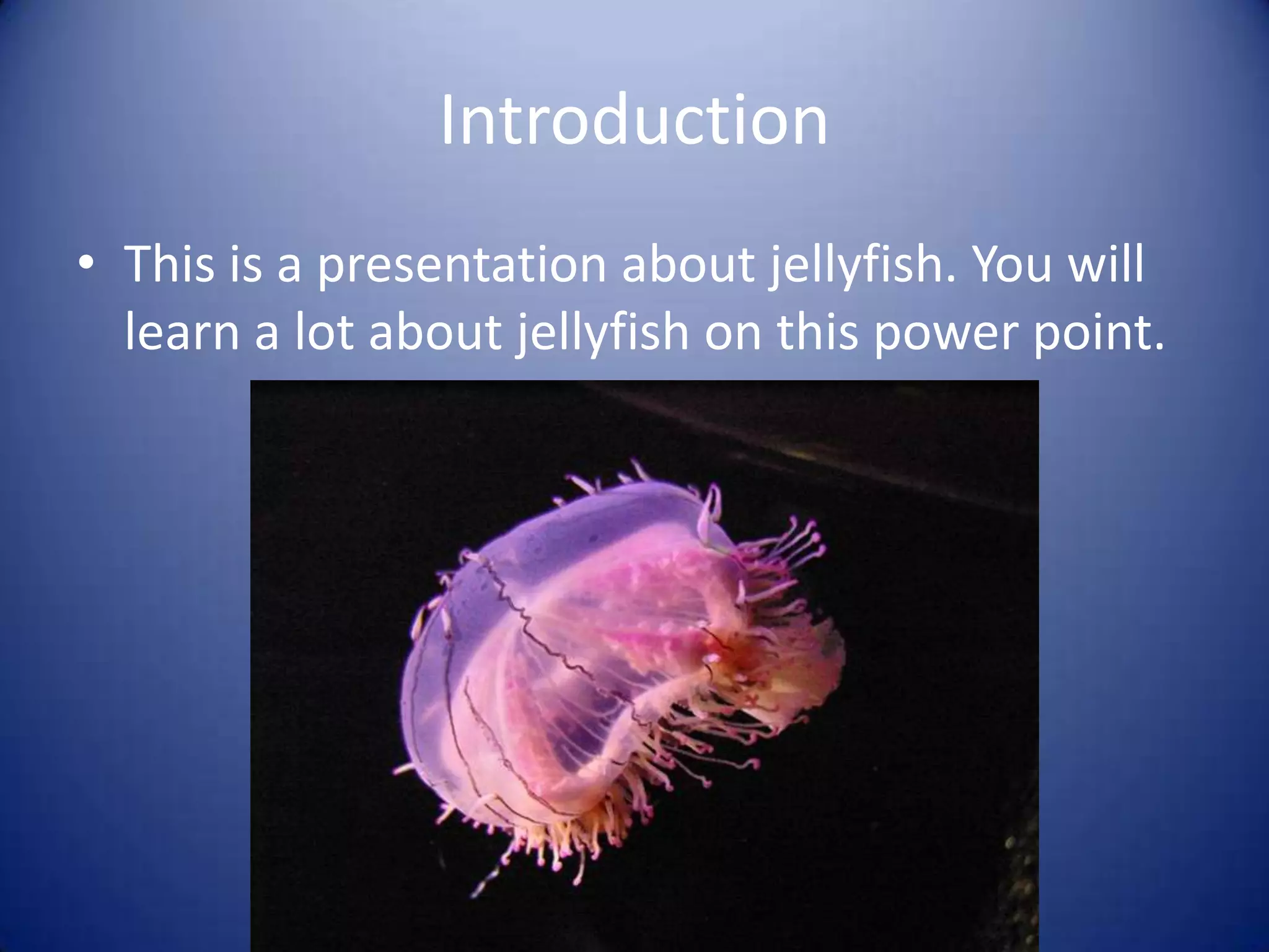 Jellyfish | PPTX