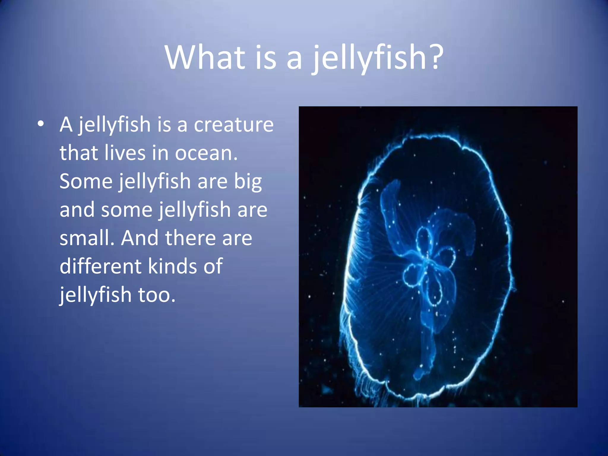 Jellyfish | PPTX