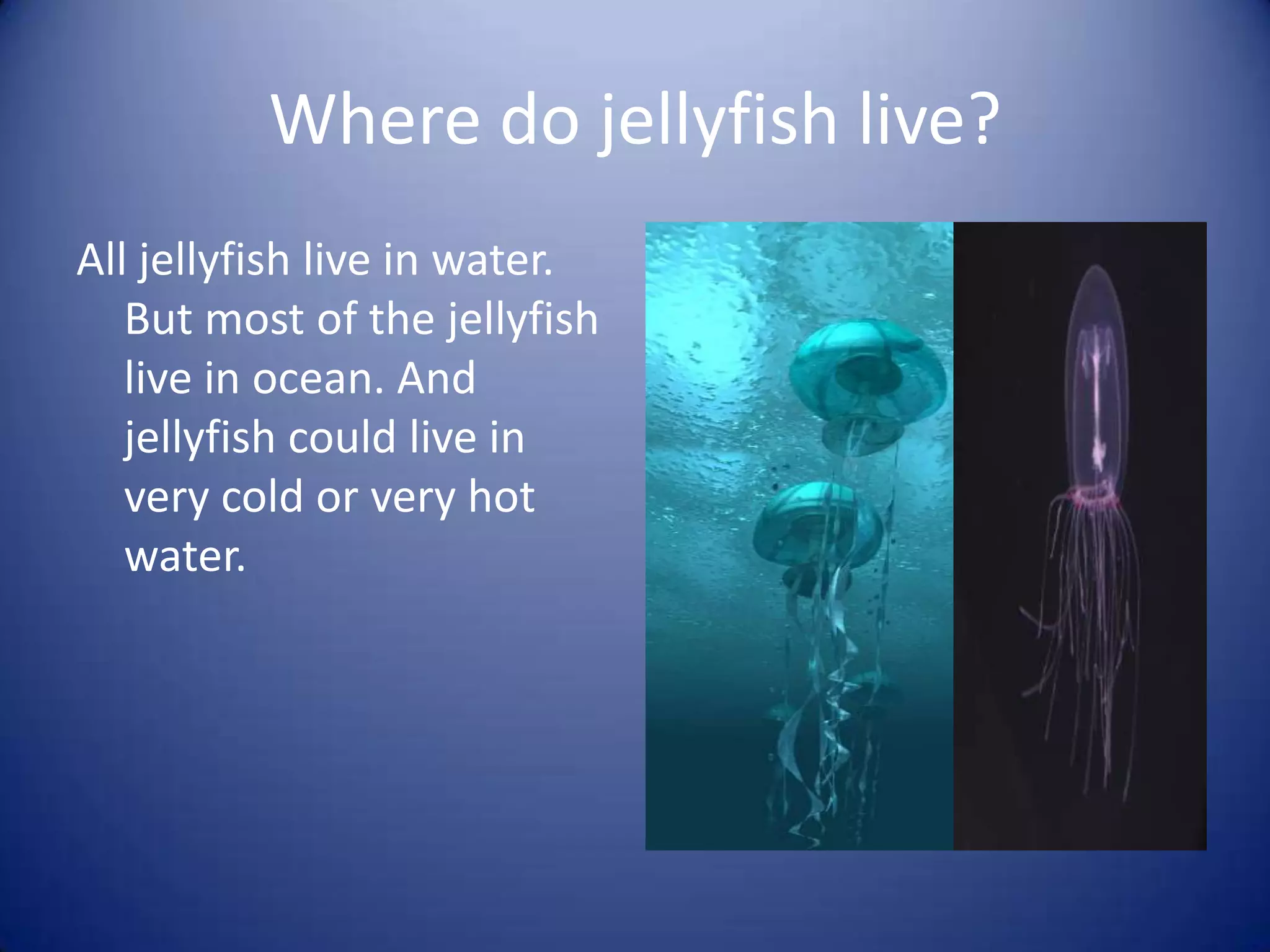 Jellyfish | PPTX