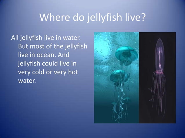 Jellyfish | PPTX