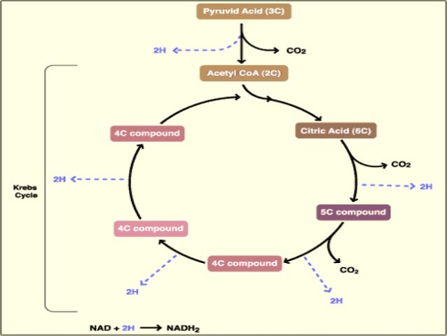 'The kreb's cycle' - class 11 cbse