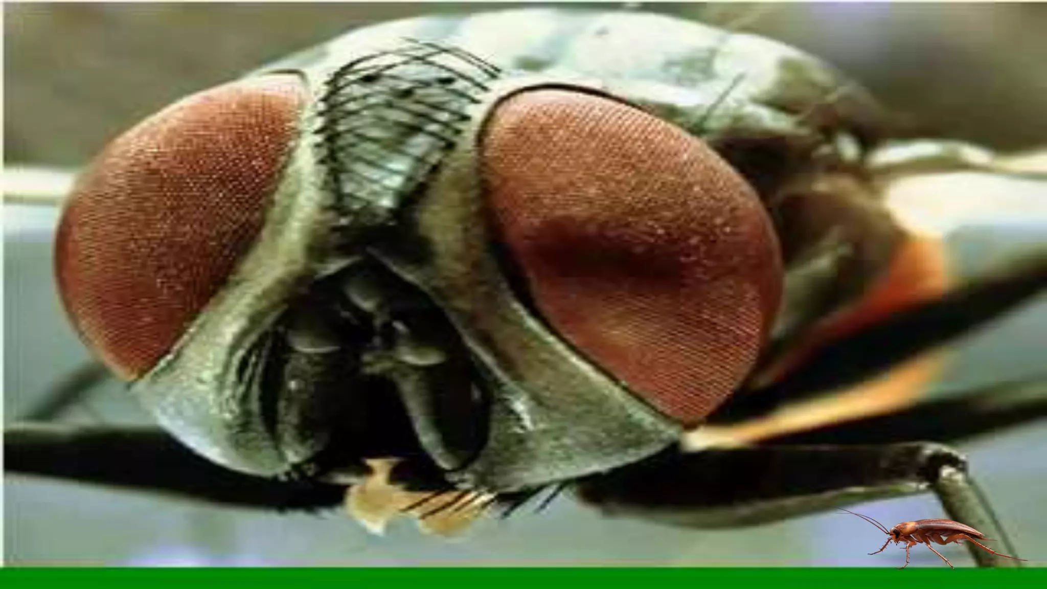 Chapter VI – Insect Development and Life Histories | PPTX