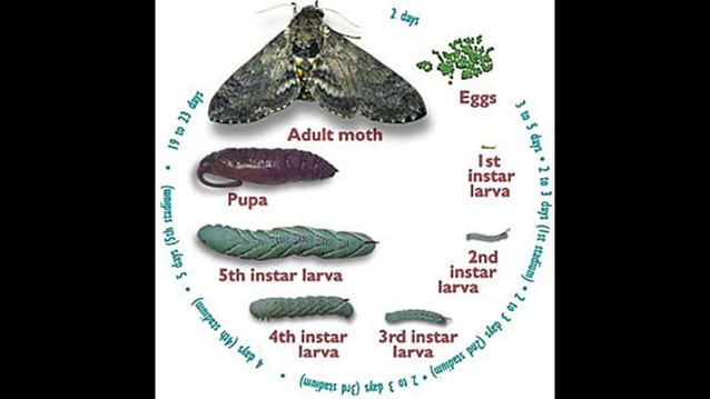 Chapter VI – Insect Development and Life Histories | PPTX