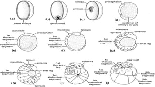 Chapter VI – Insect Development and Life Histories | PPTX